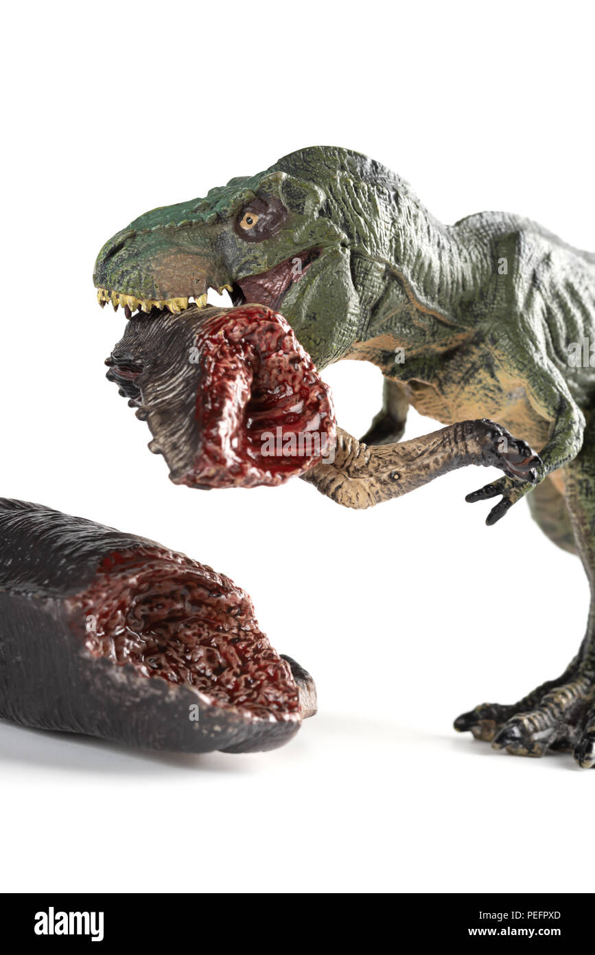 tyrannosaurus biting a dinosaur body on white background vertical ...