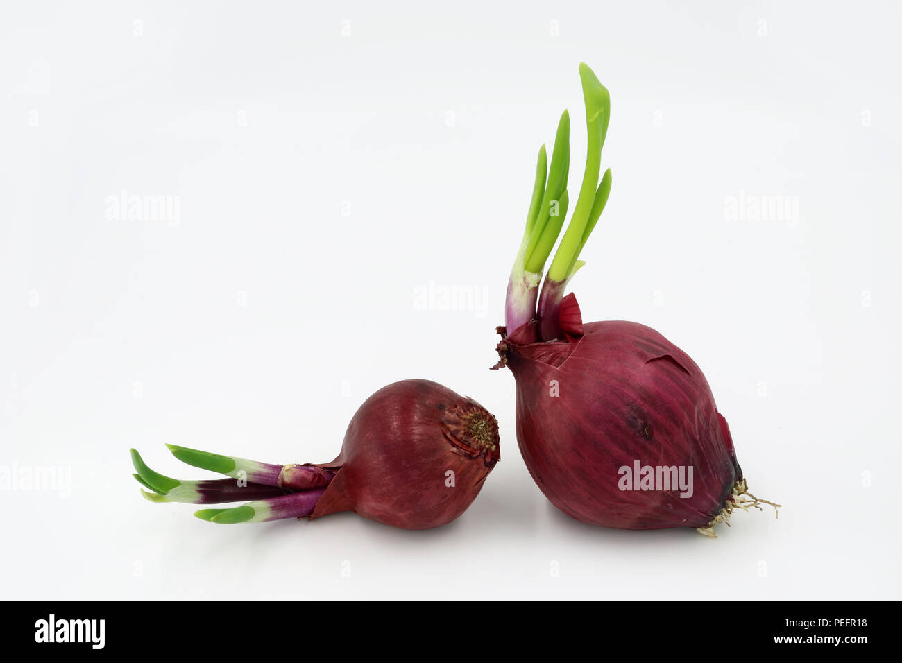 two red onion isolated on white background Stock Photo - Alamy