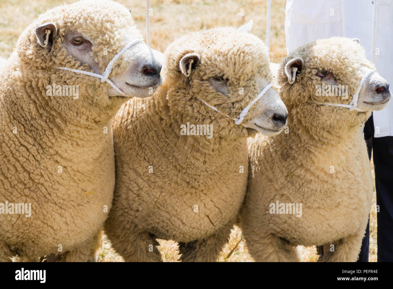 Ryeland sheep hi-res stock photography and images - Alamy