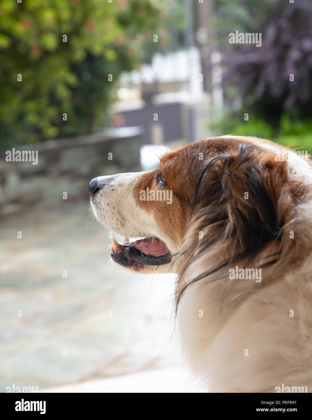 Greek shepherd dog, white, brown and black, outdoors, blurry garden ...