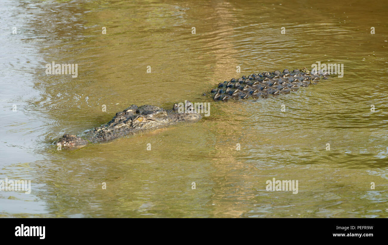 Kakadu Crocodile High Resolution Stock Photography and Images - Alamy