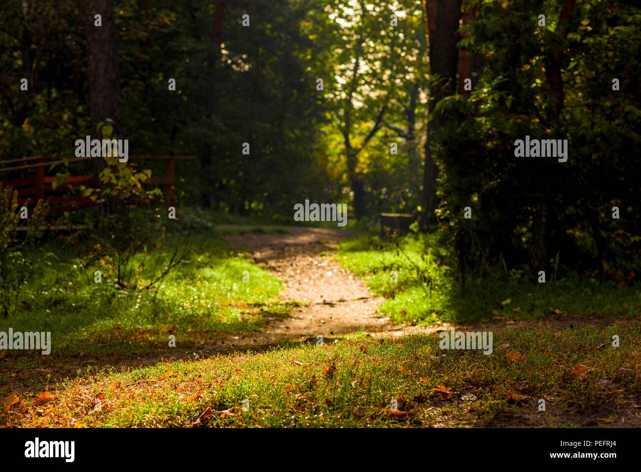 dark gloomy landscape - a forest path in the autumn forest Stock Photo ...