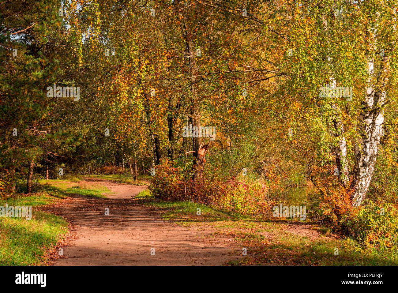 Sunny autumn day, view of the path in the forest, yellowed trees Stock ...