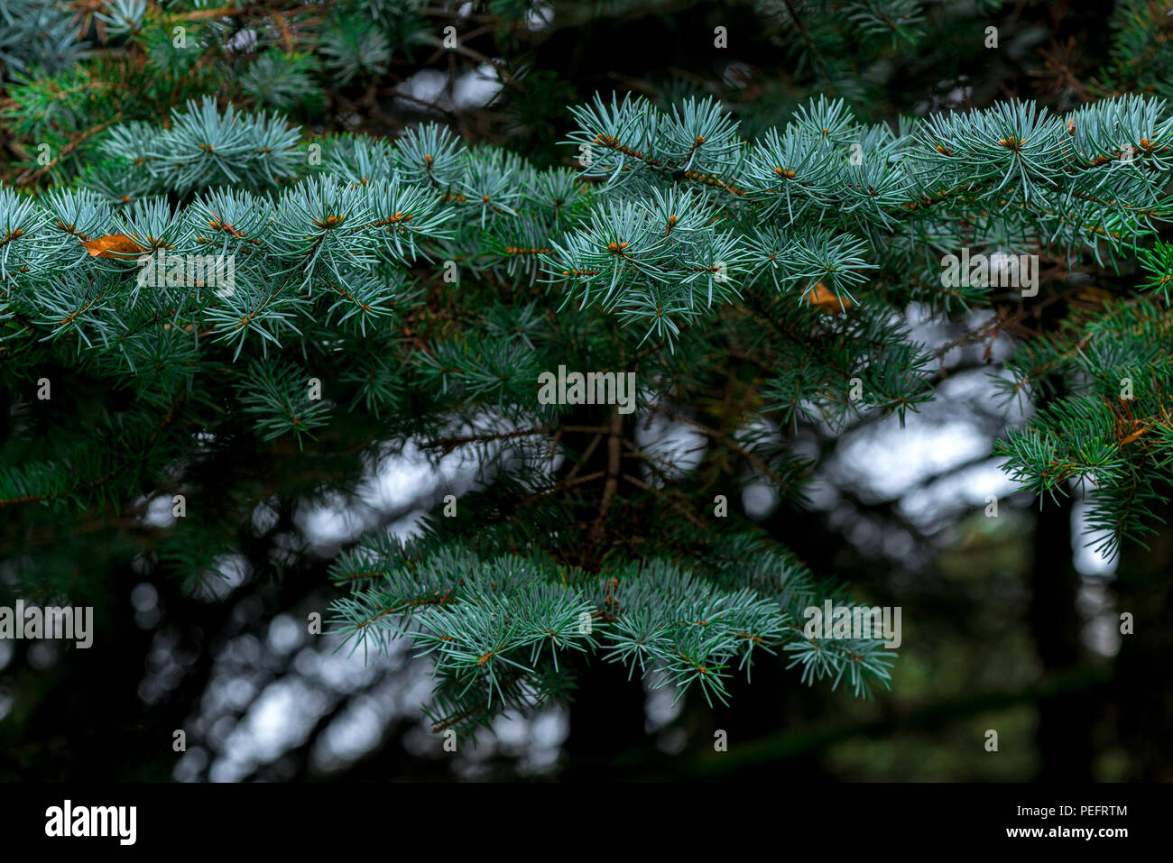Blue spruce needles hi-res stock photography and images - Alamy