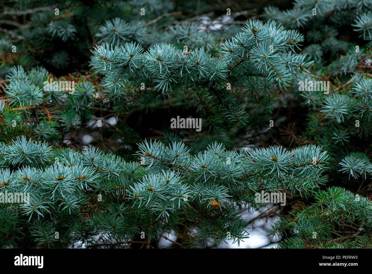 Nature close-up-beautiful branches of blue spruce needles Stock Photo ... Nature close-up-beautiful branches of blue spruce needles Stock Photo ...