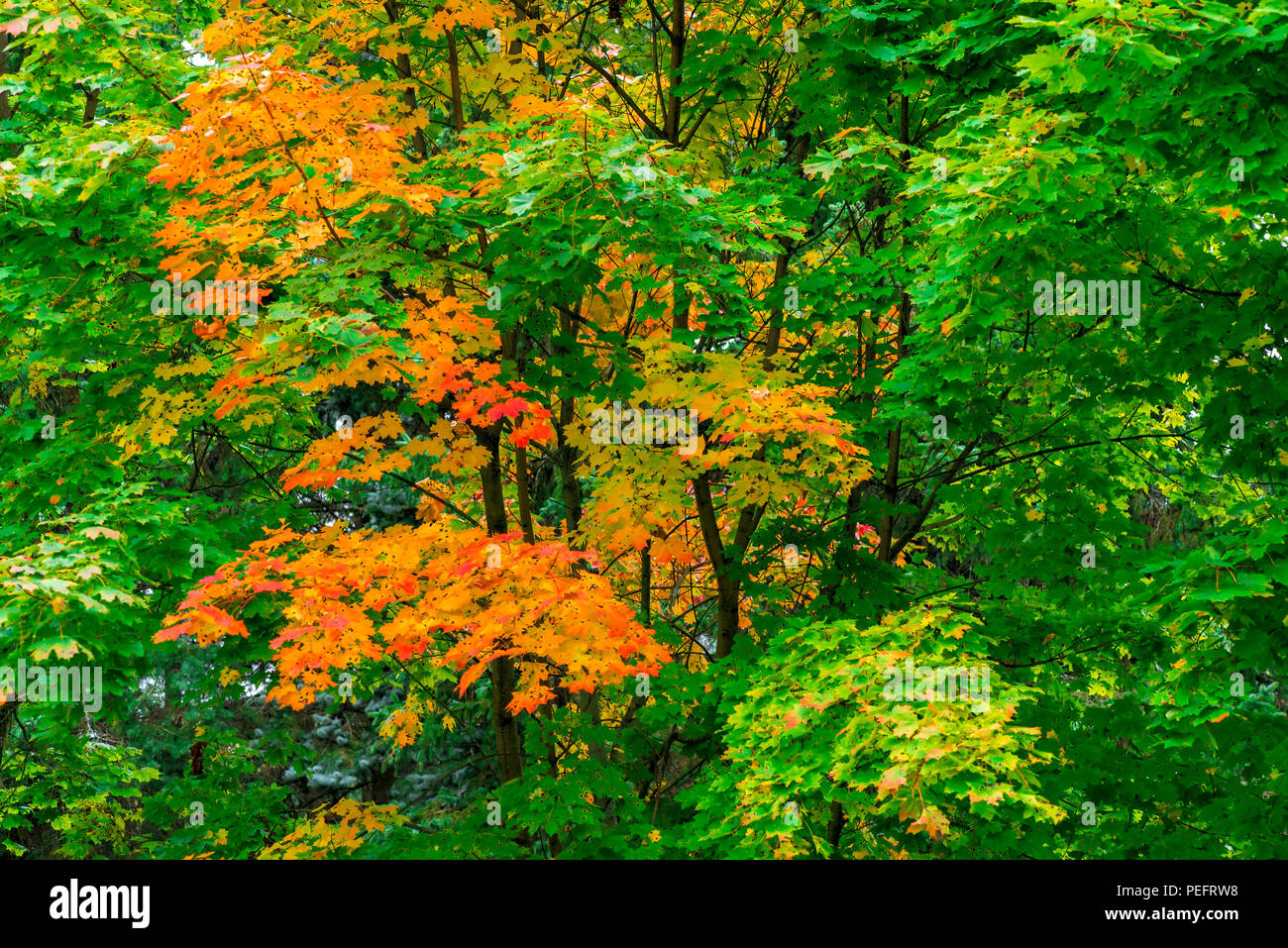 Maple in a park with colorful leaves that changed color, autumn ...