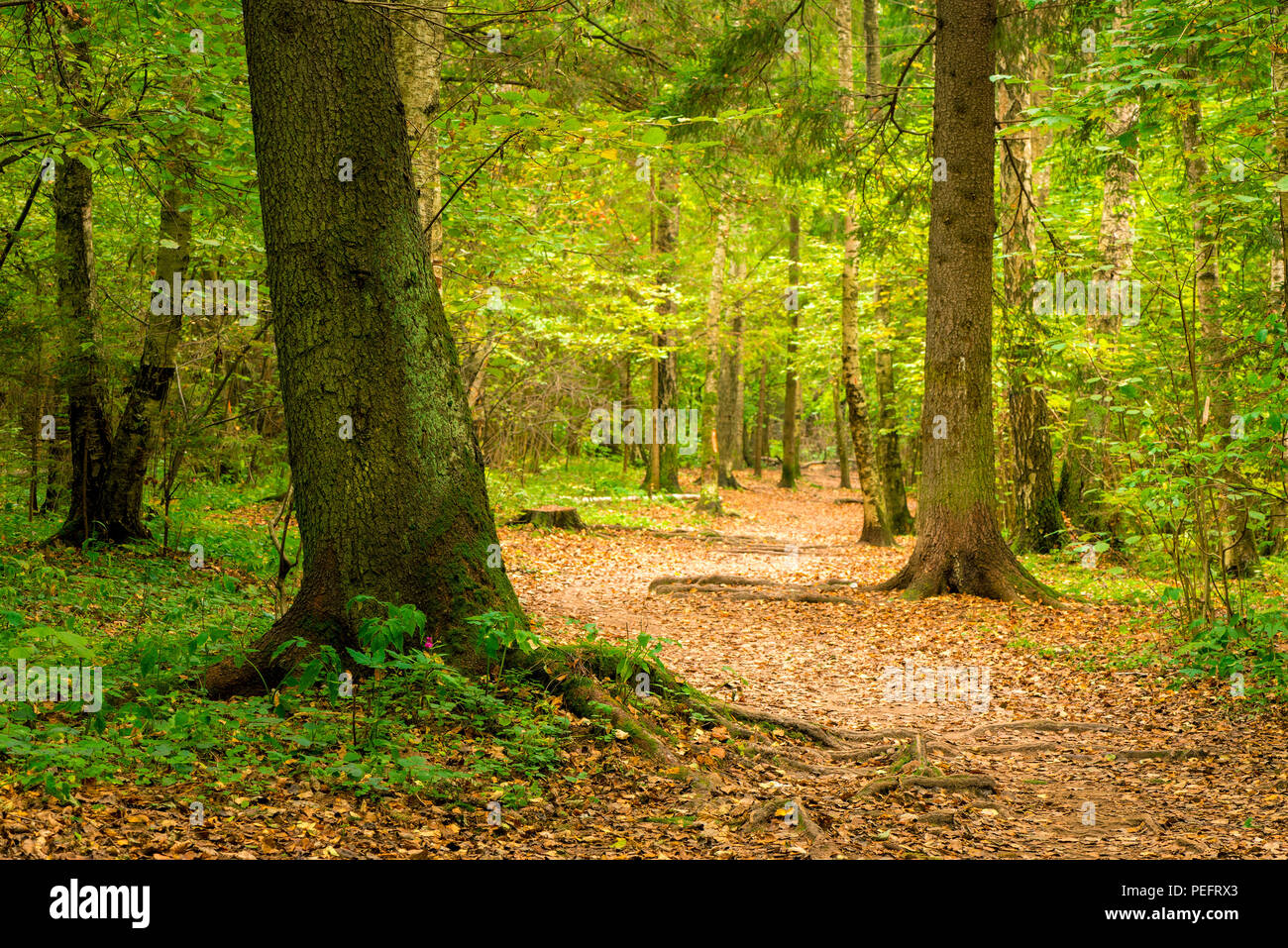 Authentic forest landscape hi-res stock photography and images - Alamy