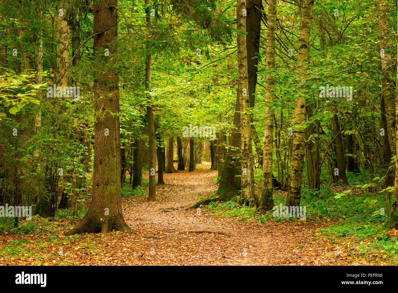 September trees hi-res stock photography and images - Alamy