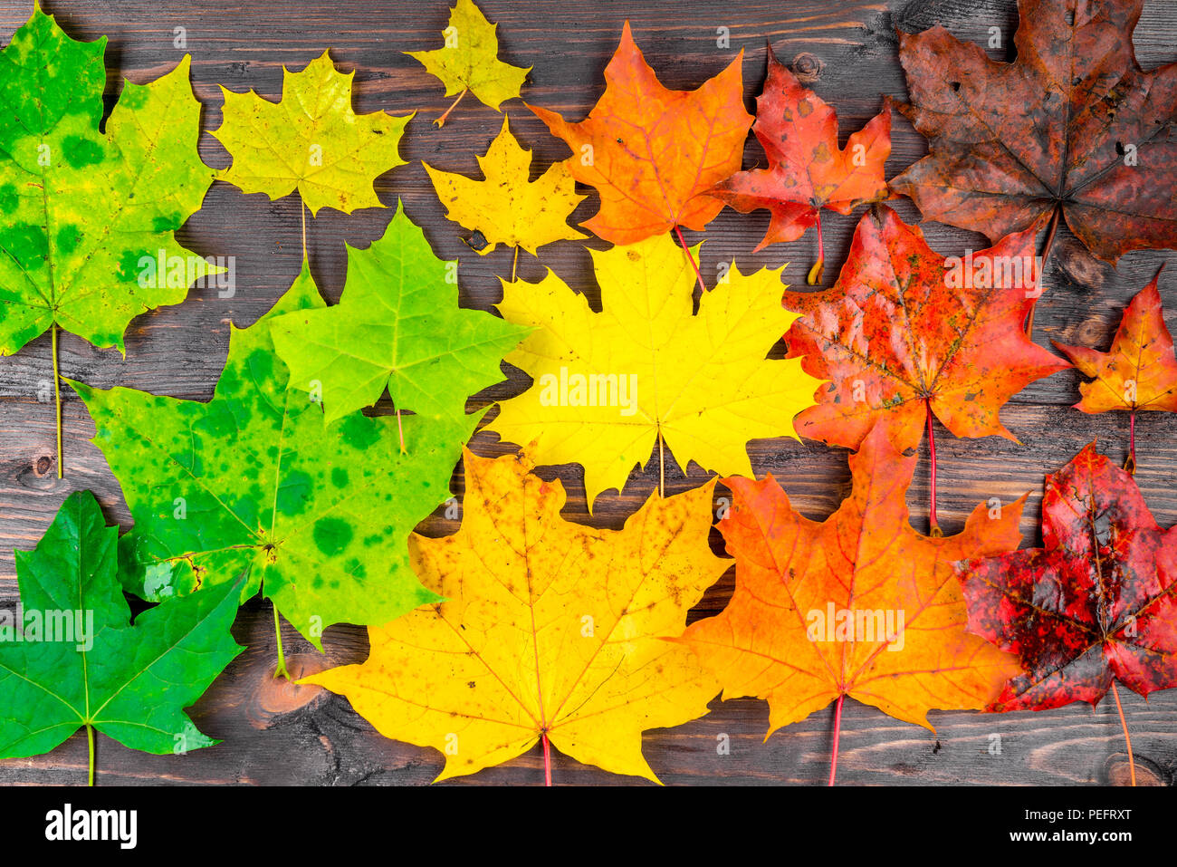 Wooden table with beautiful autumn maple leaves of different colors ...