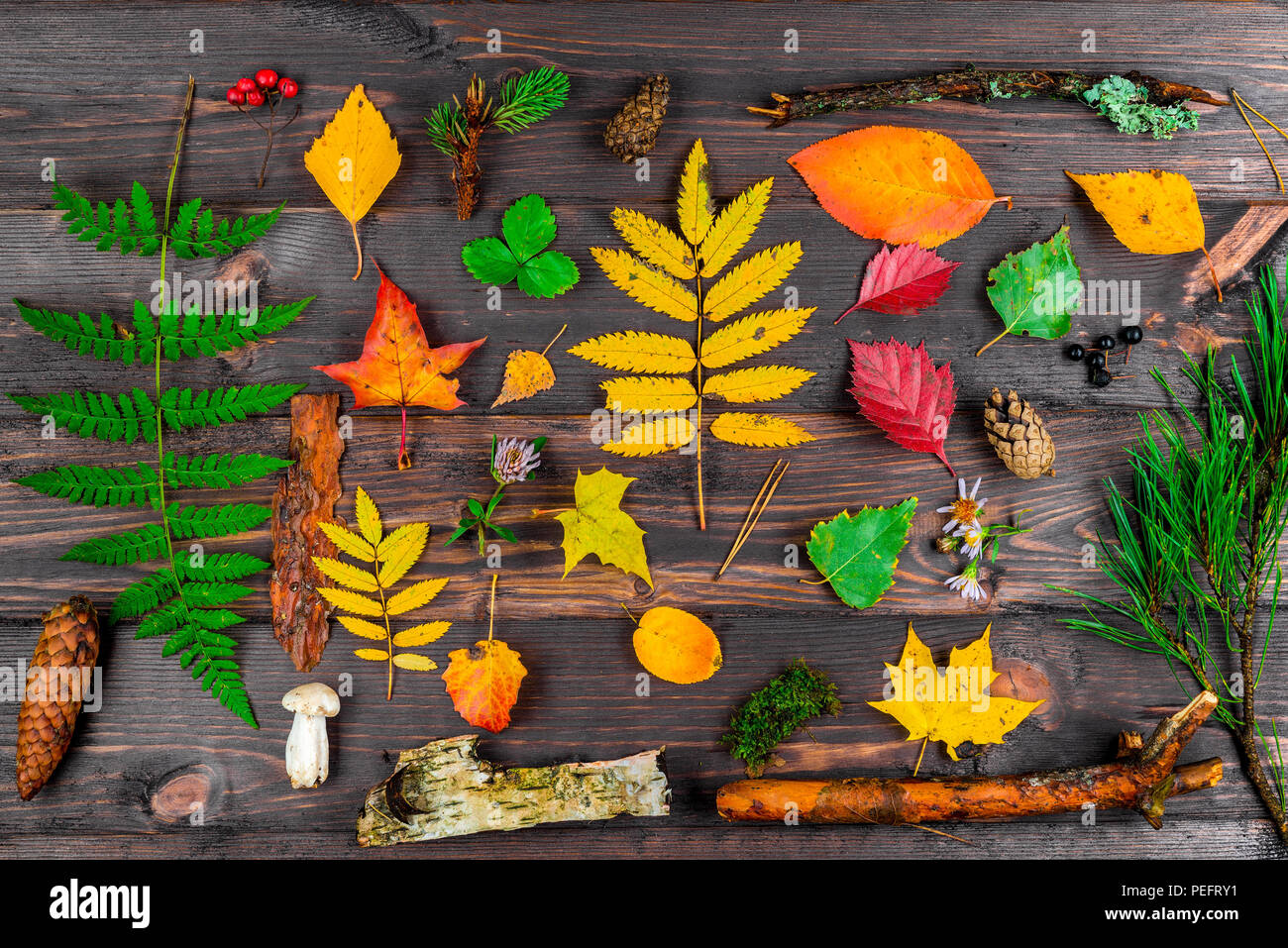 Varied forest flora on wooden boards - autumn objects top view set ...