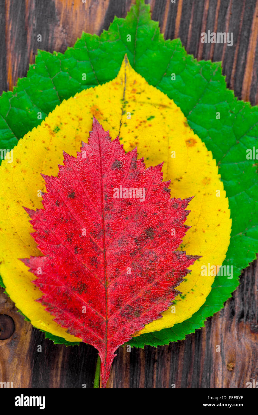 Close-up view from above - a pyramid of colored autumn leaves on a ...