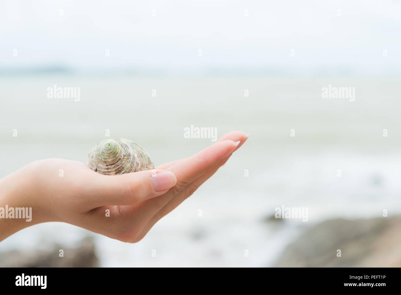 Hands holding shells beach hi-res stock photography and images - Alamy