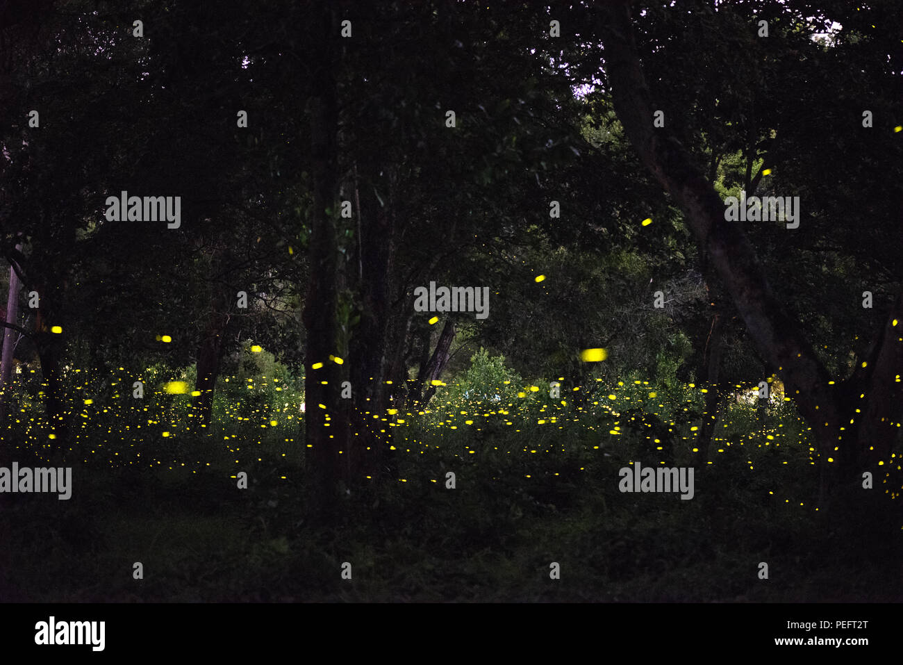 Firefly Flying Stock Photos & Firefly Flying Stock Images - Alamy