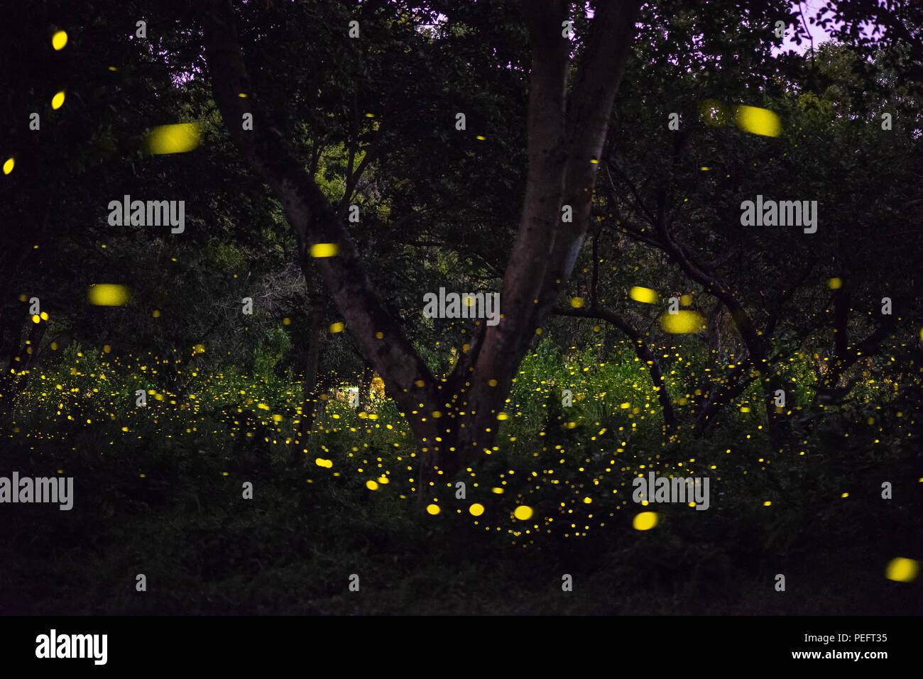 Abstract and magical image of Firefly flying in the night forest in ...