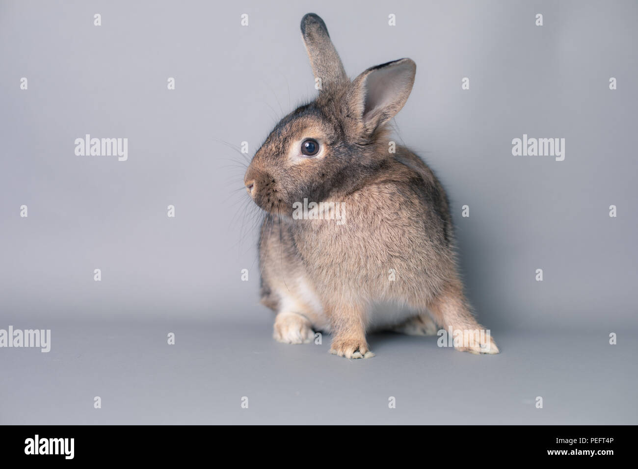 Incredulous little baby bunny rabbit looking at the camera. Adorable ...