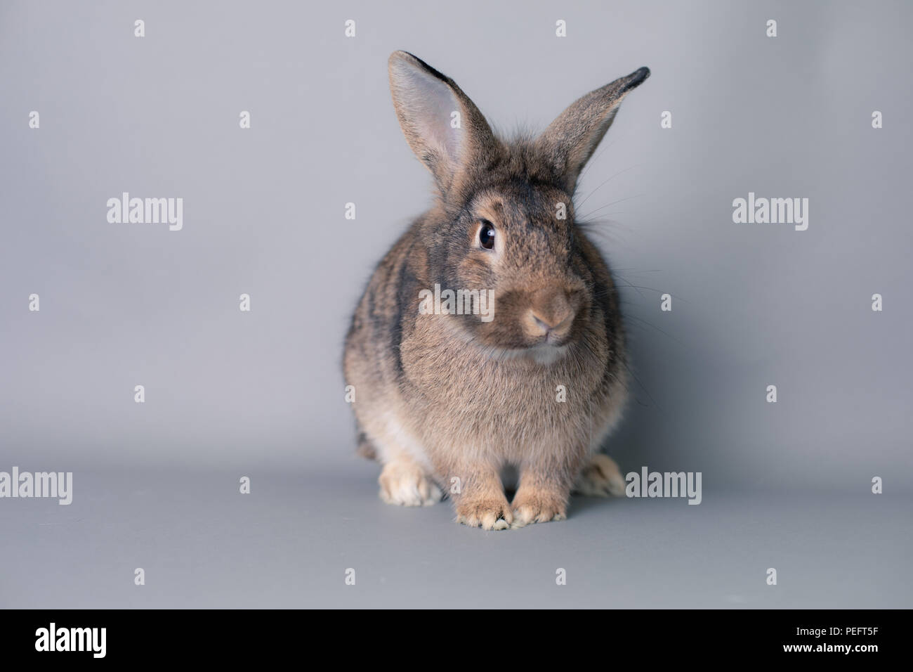Incredulous little baby bunny rabbit looking at the camera. Adorable ...