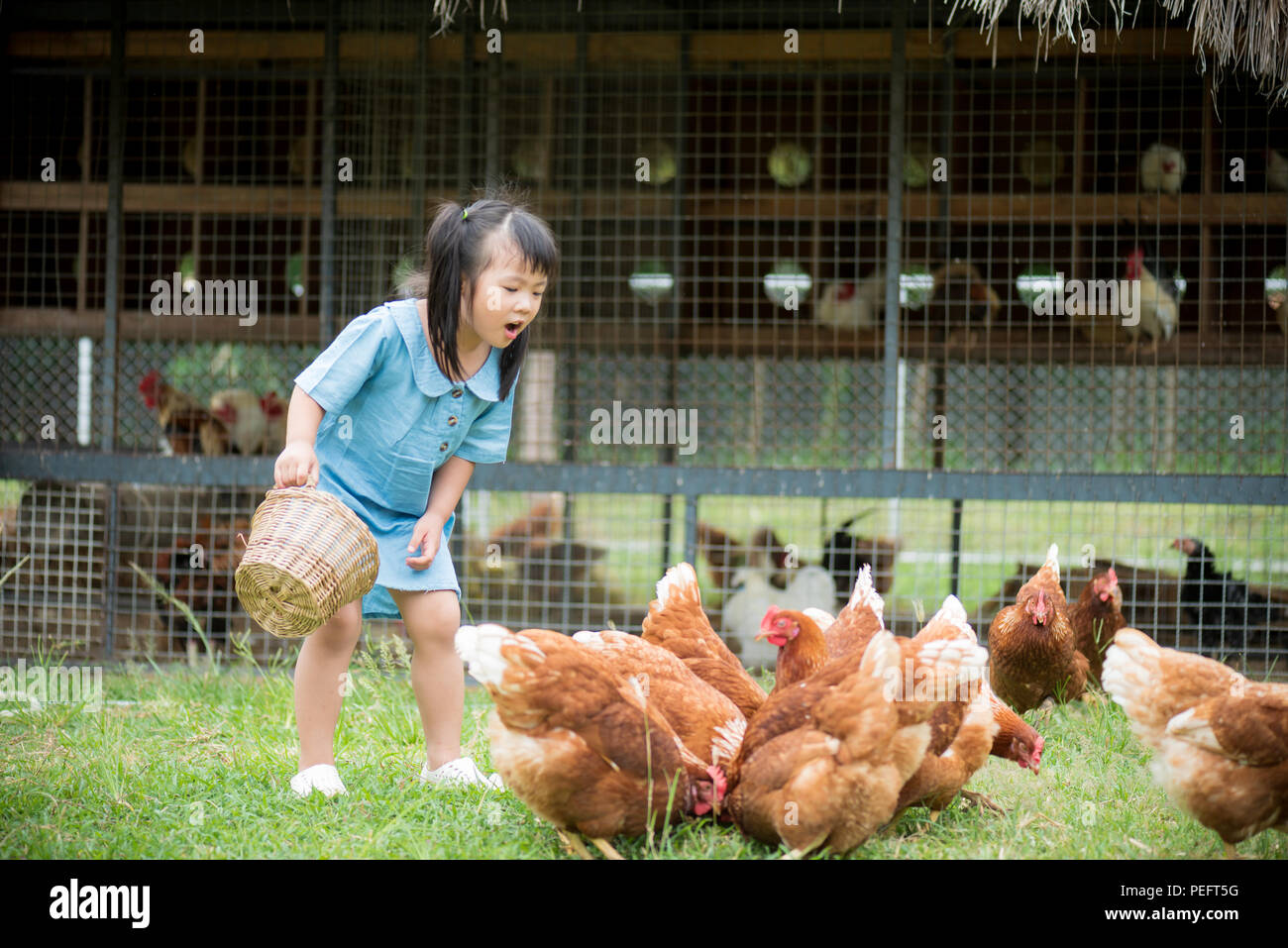 Happy little girl feeding chickens in front of chicken farm. Summer ...
