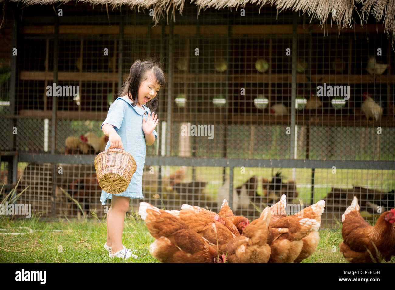 Happy little girl feeding chickens in front of chicken farm. Summer ...