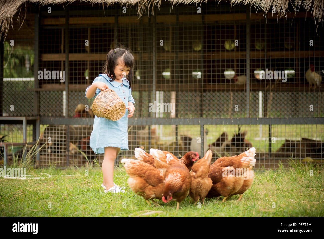 Happy little girl feeding chickens in front of chicken farm. Summer ...