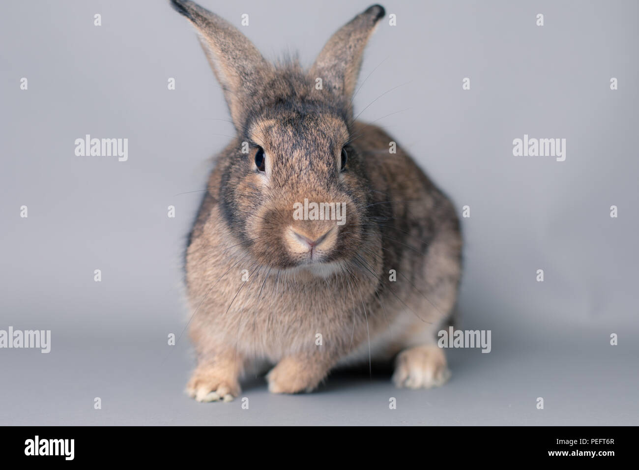 Incredulous little baby bunny rabbit looking at the camera. Adorable ...