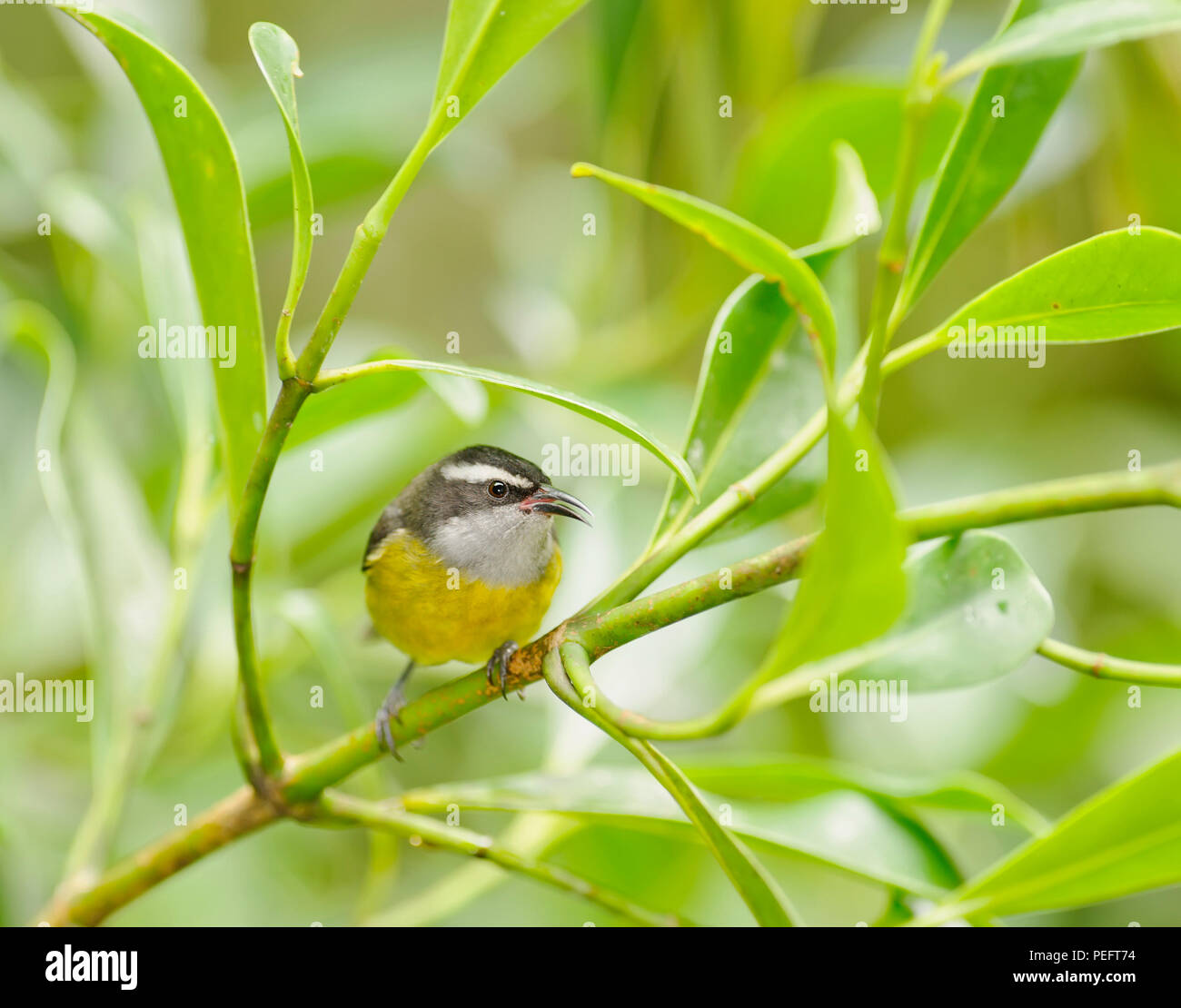 Monteverde rain forest hi-res stock photography and images - Alamy