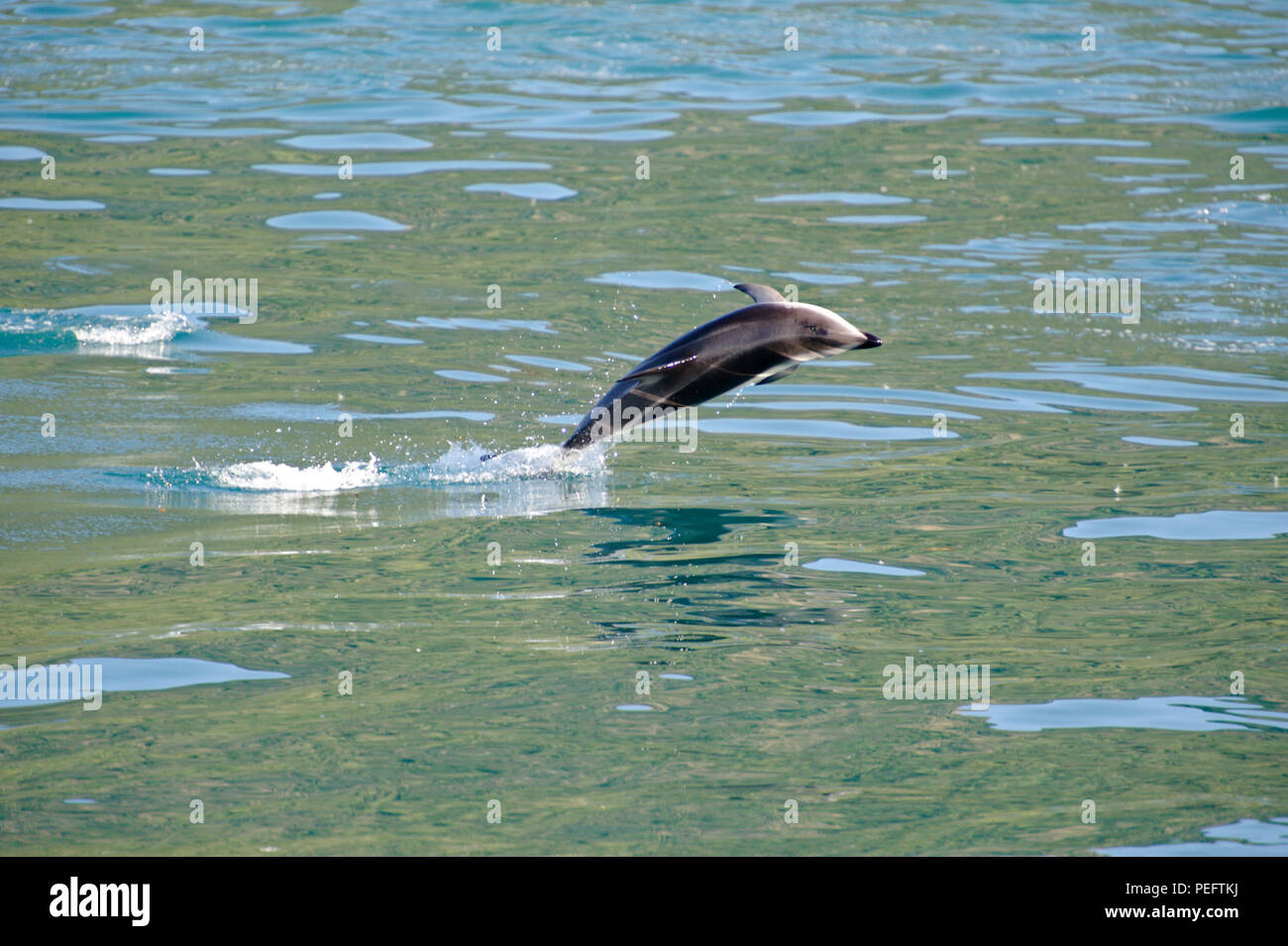 Dolphin clean hi-res stock photography and images - Alamy