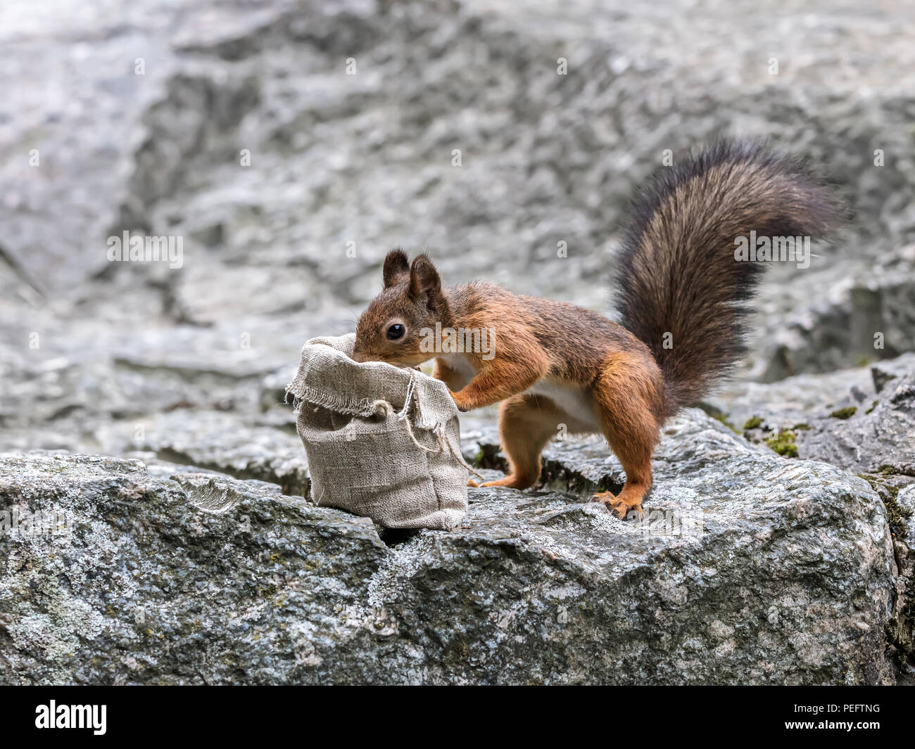 Little red squirrel searches hi-res stock photography and images - Alamy