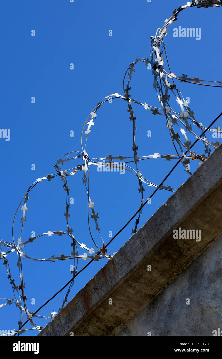 Coils of barbed wire with spikes on a concrete fence in a vertical ...