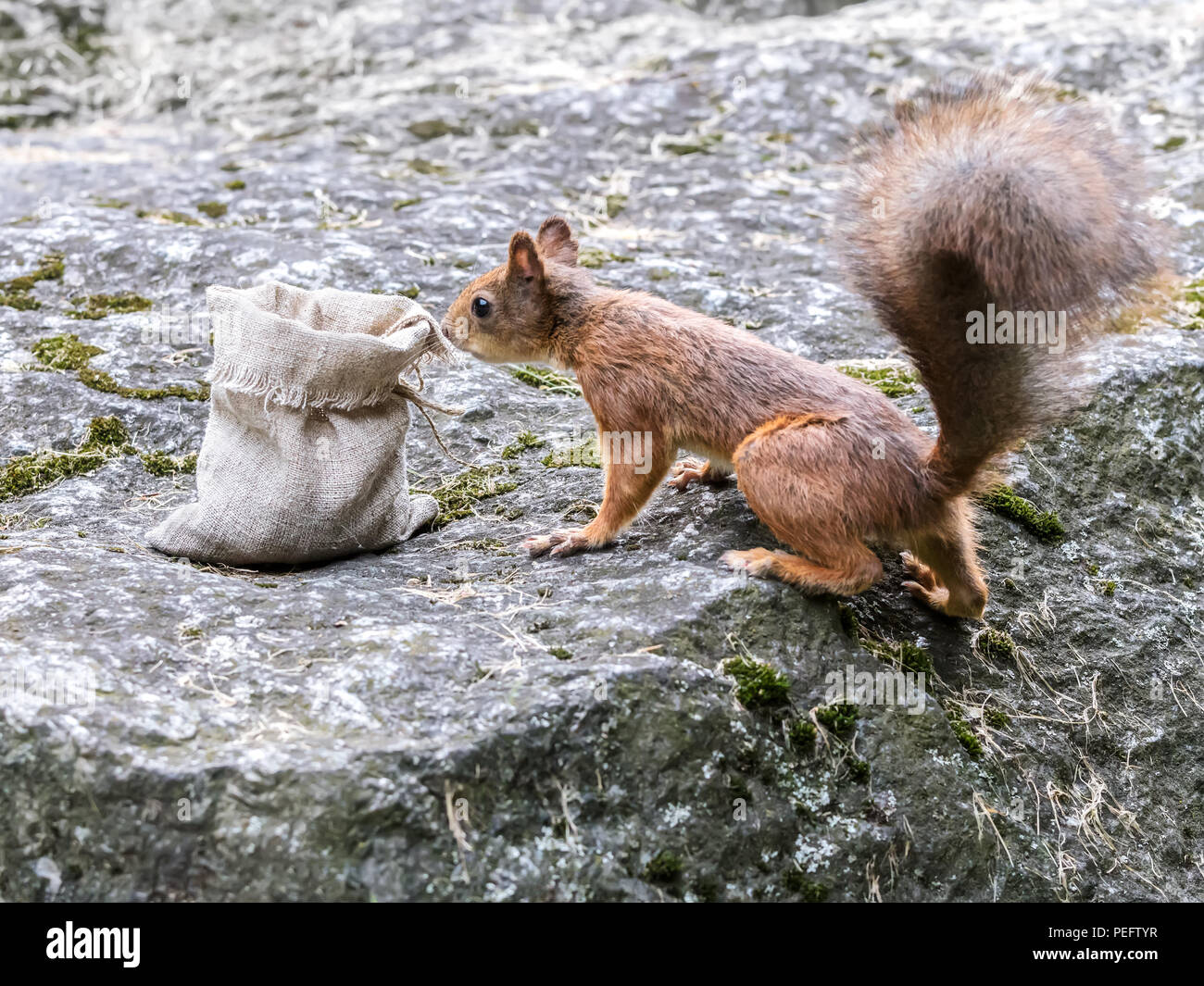 Steal big steal little hi-res stock photography and images - Alamy