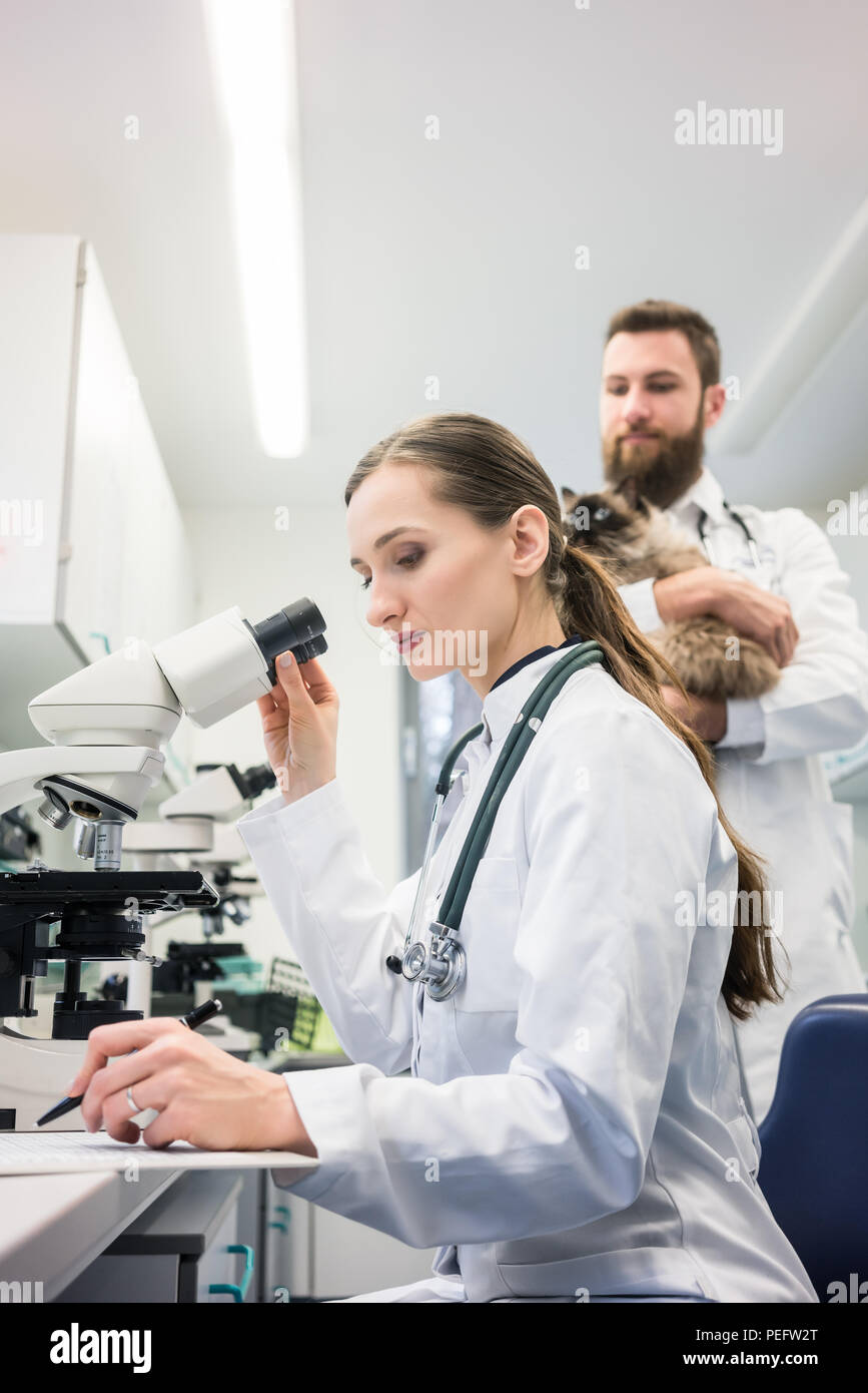 Veterinarian doctors analyzing blood samples of cat in microscope Stock ...