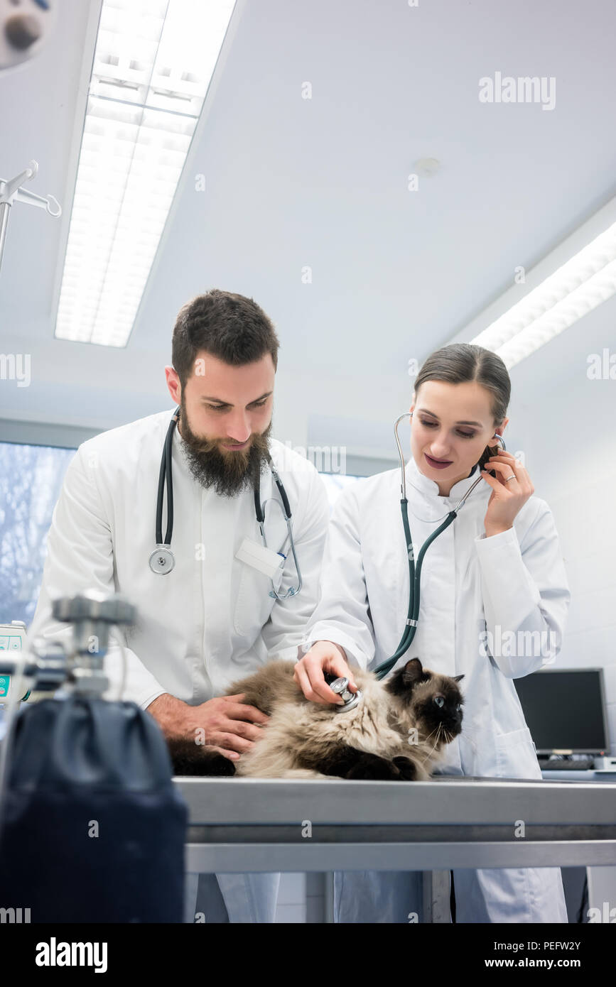 Two young veterinarian doctors examining a cat Stock Photo - Alamy