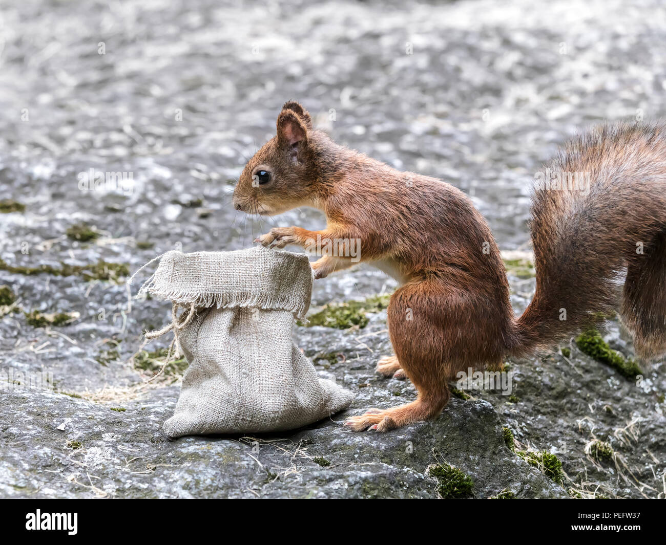 From the bag hi-res stock photography and images - Alamy