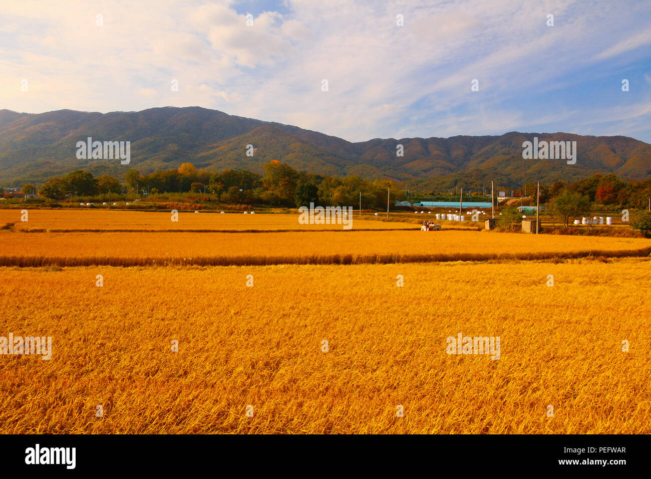 Fall ripe rice field in Korea Stock Photo - Alamy