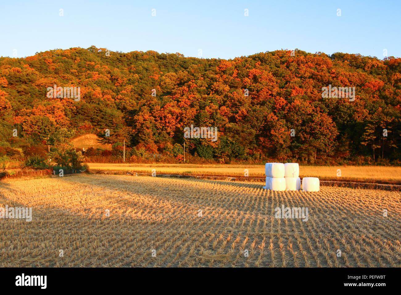 fall ripe rice field in Korea Stock Photo - Alamy