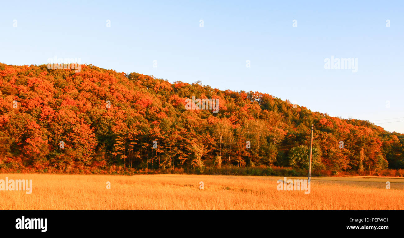 fall ripe rice field in Korea Stock Photo - Alamy