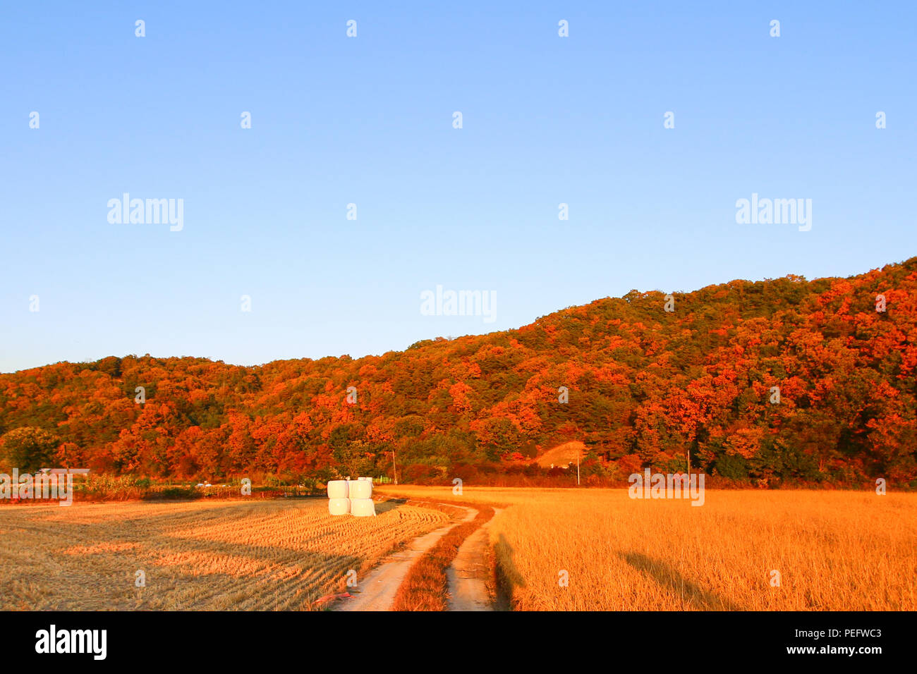 Ripe rice field hi-res stock photography and images - Alamy