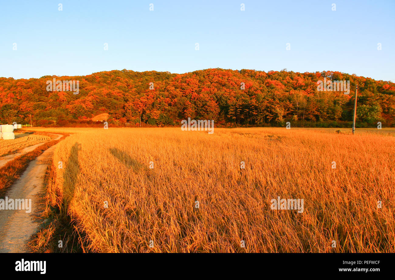 Ripe rice field hi-res stock photography and images - Alamy