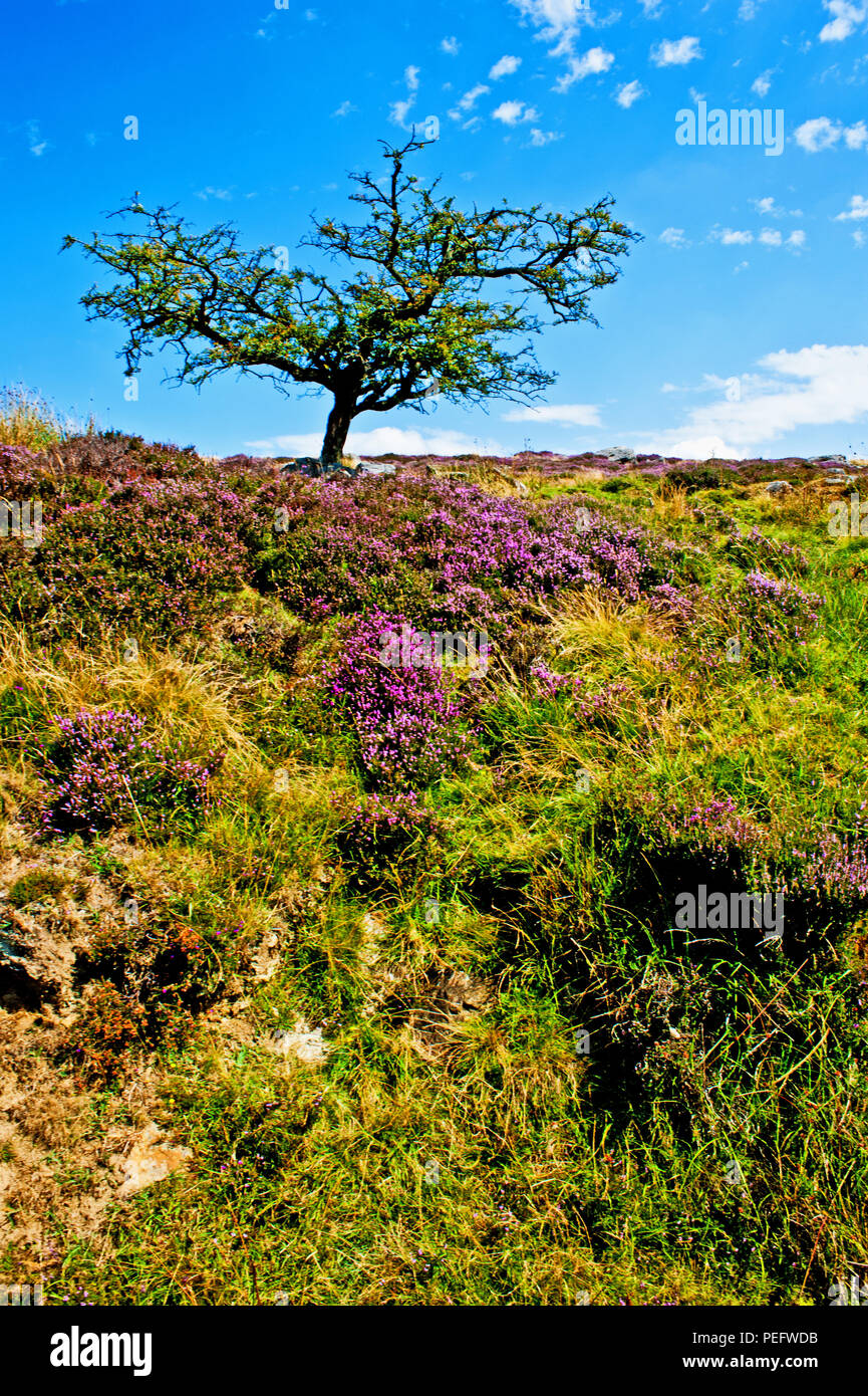 North yorkshire moors heather hi-res stock photography and images - Alamy
