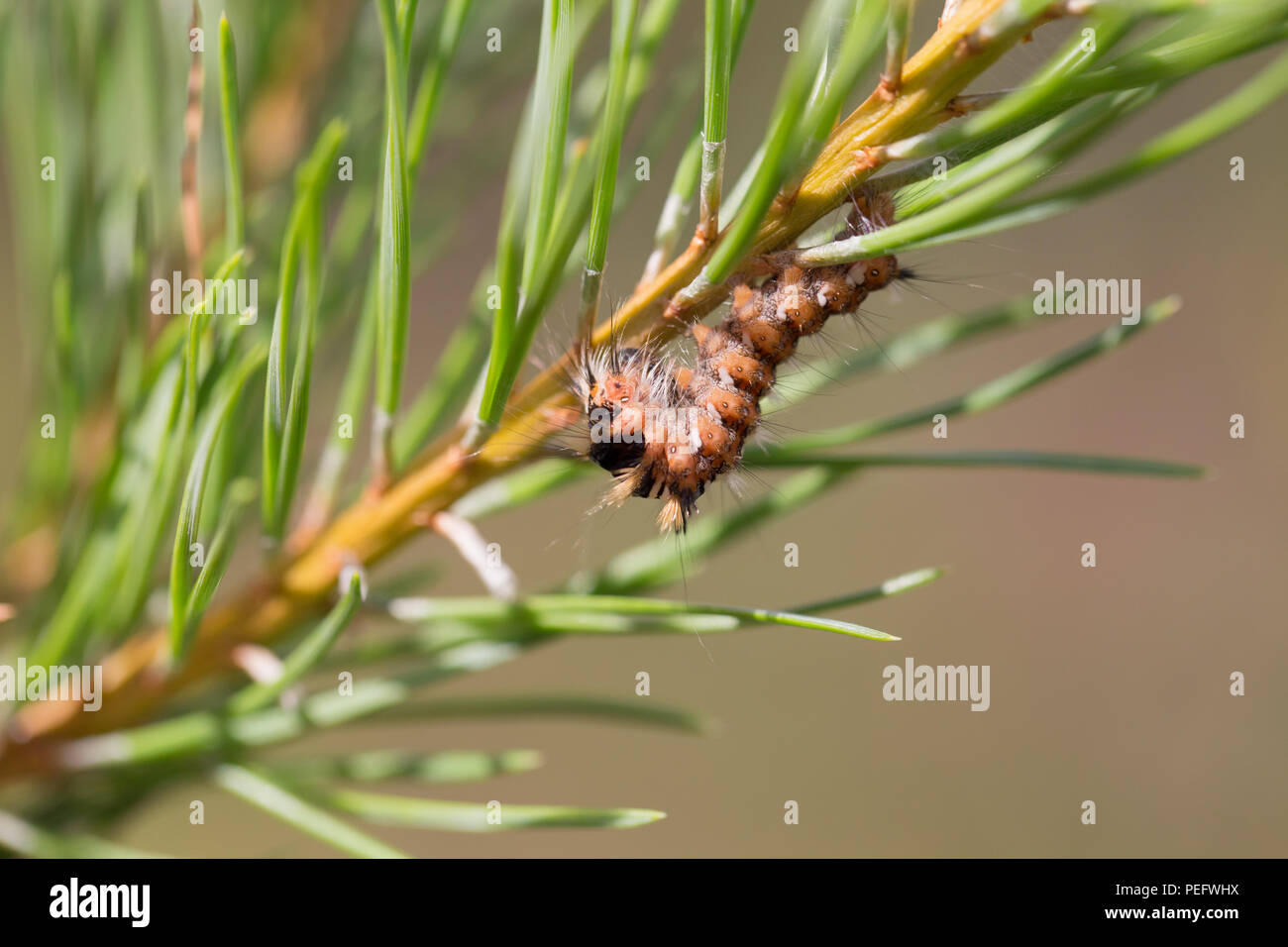 Pine moth larva Stock Photo - Alamy