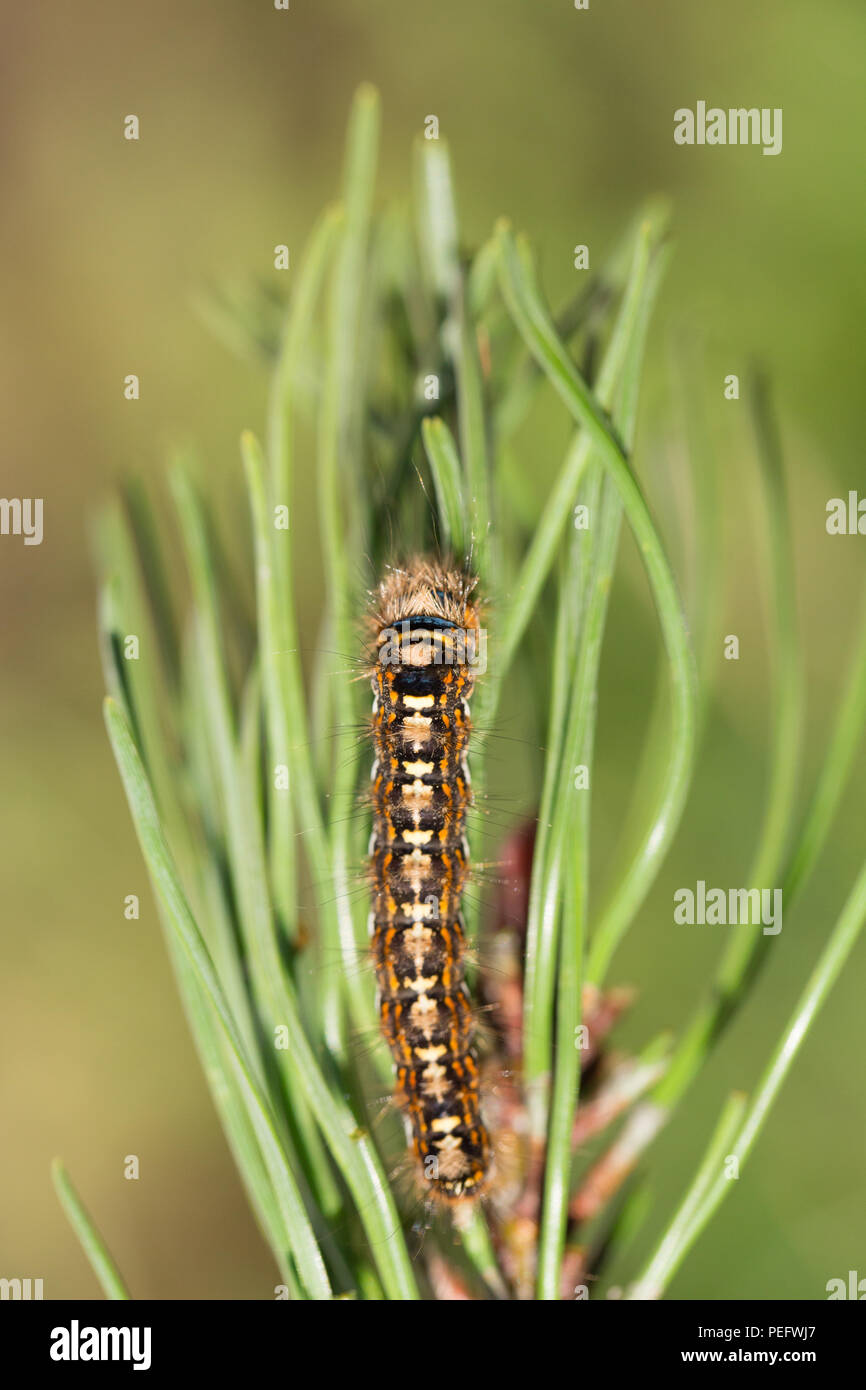 Pine moth larva Stock Photo - Alamy