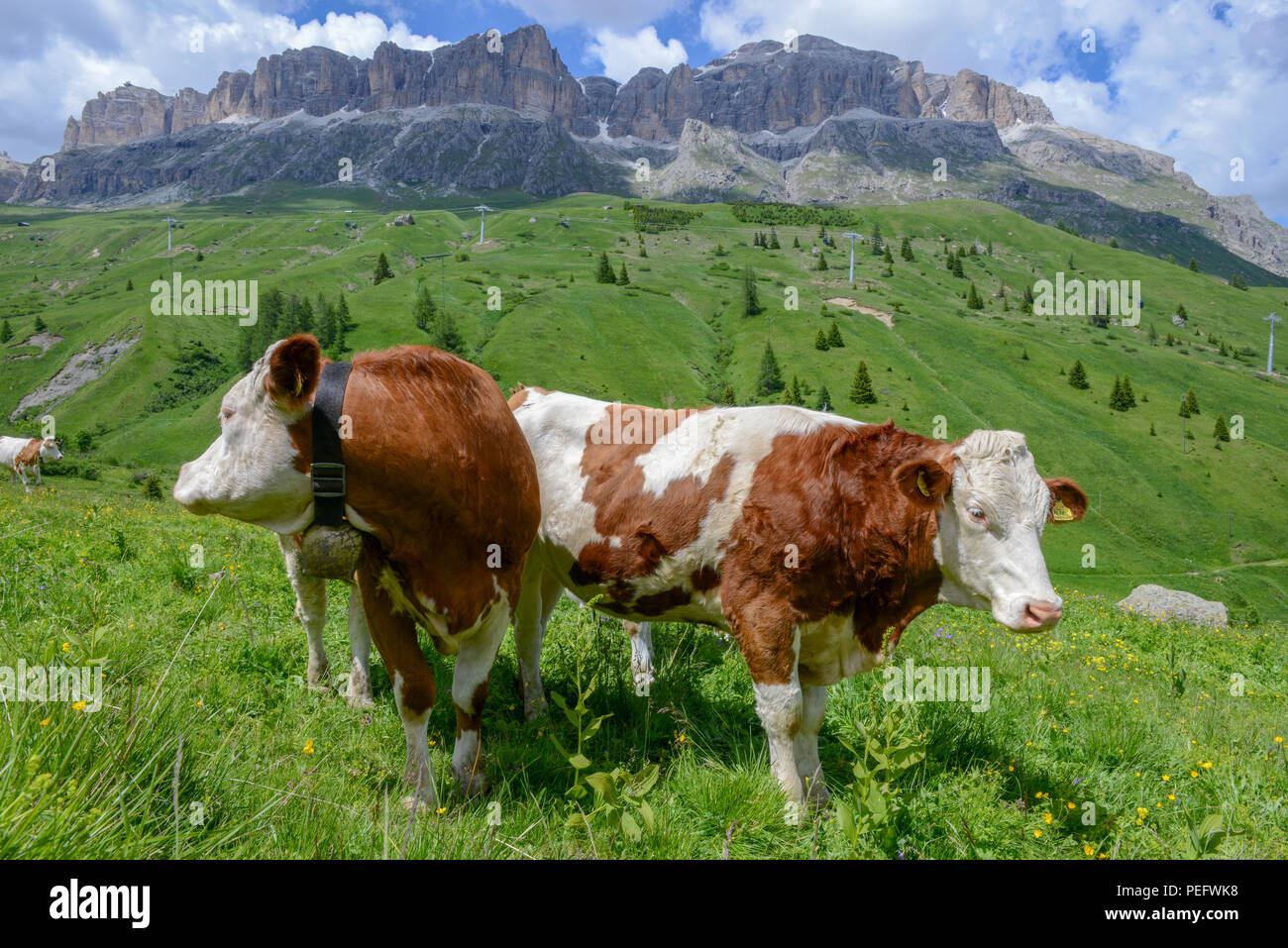 Herd of Cow in Dolomite Alps,Italy Stock Photo - Alamy