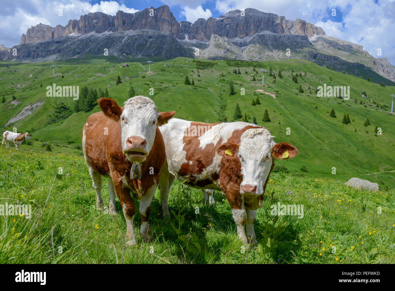 Cow in dolomite mountains hi-res stock photography and images - Alamy