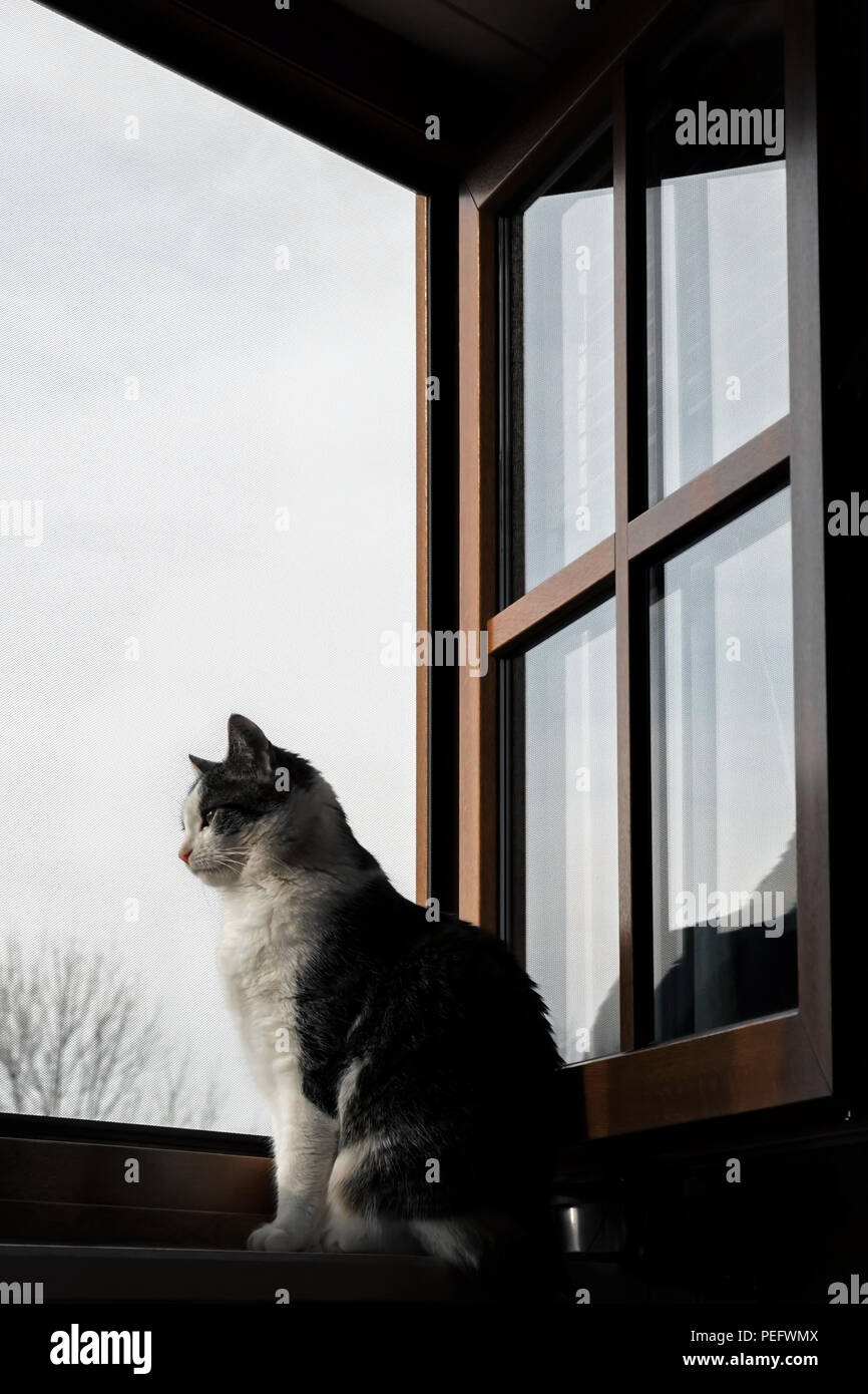 Side view of a cats face hi-res stock photography and images - Alamy