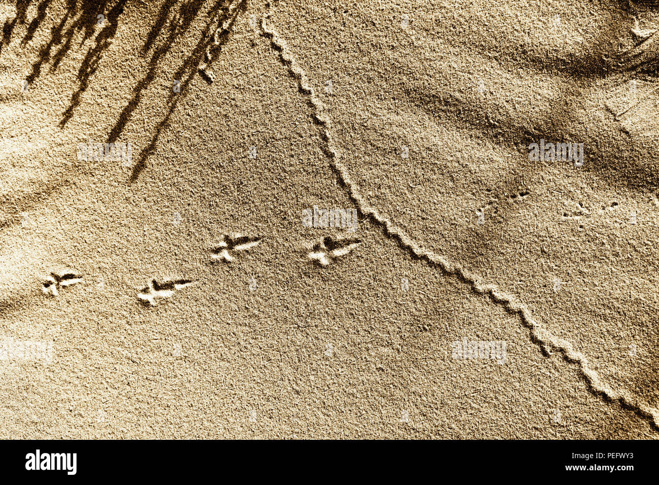Sand dune insect track hi-res stock photography and images - Alamy