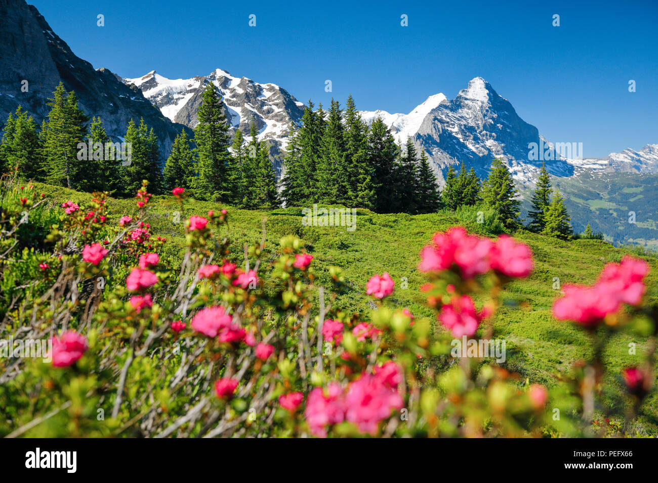 Alp, the Alps, alpine rose, alpine roses, mountain, mountains, Bern ...