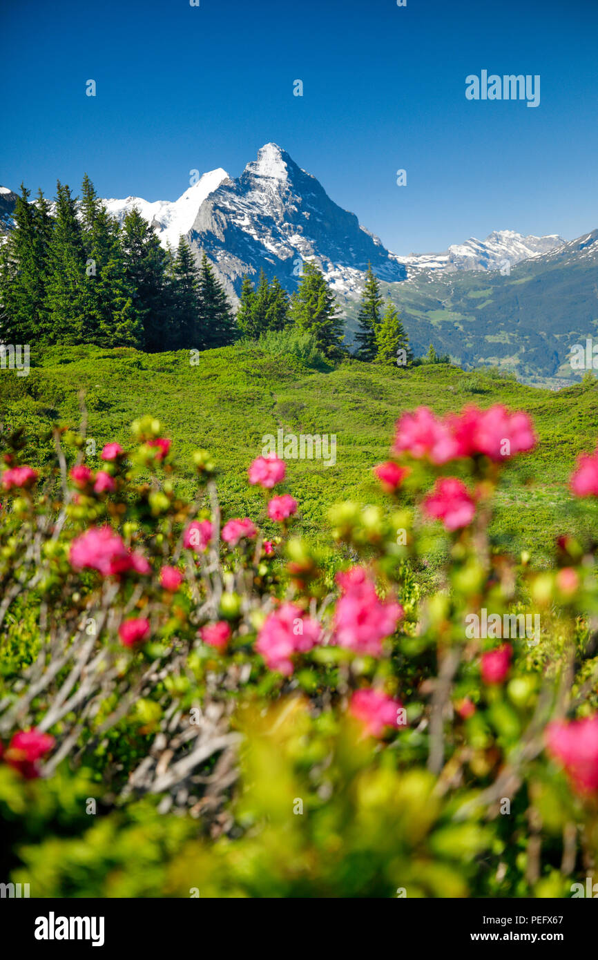 Alp, the Alps, alpine rose, alpine roses, mountain, mountains, Bern ...