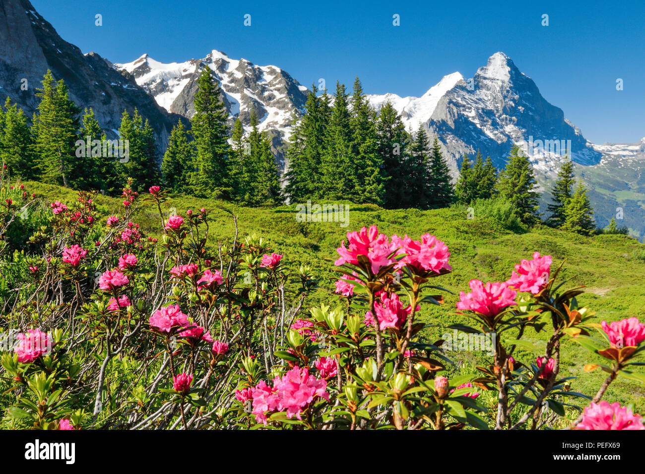 Alp, the Alps, alpine rose, alpine roses, mountain, mountains, Bern ...