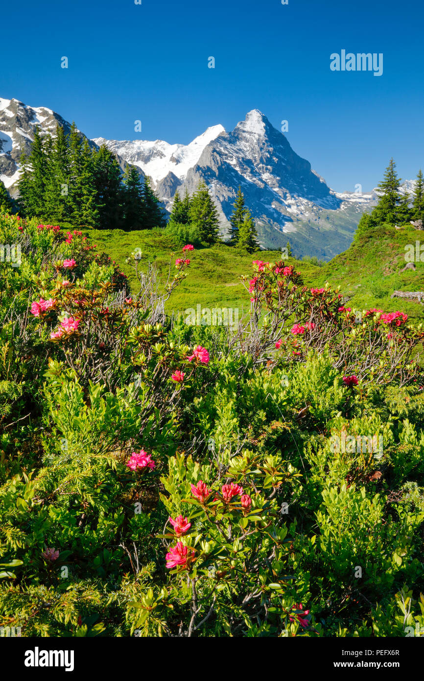 Alp, the Alps, alpine rose, alpine roses, mountain, mountains, Bern ...