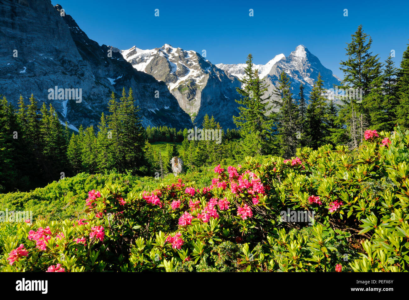 Alp, the Alps, alpine rose, alpine roses, mountain, mountains, Bern ...