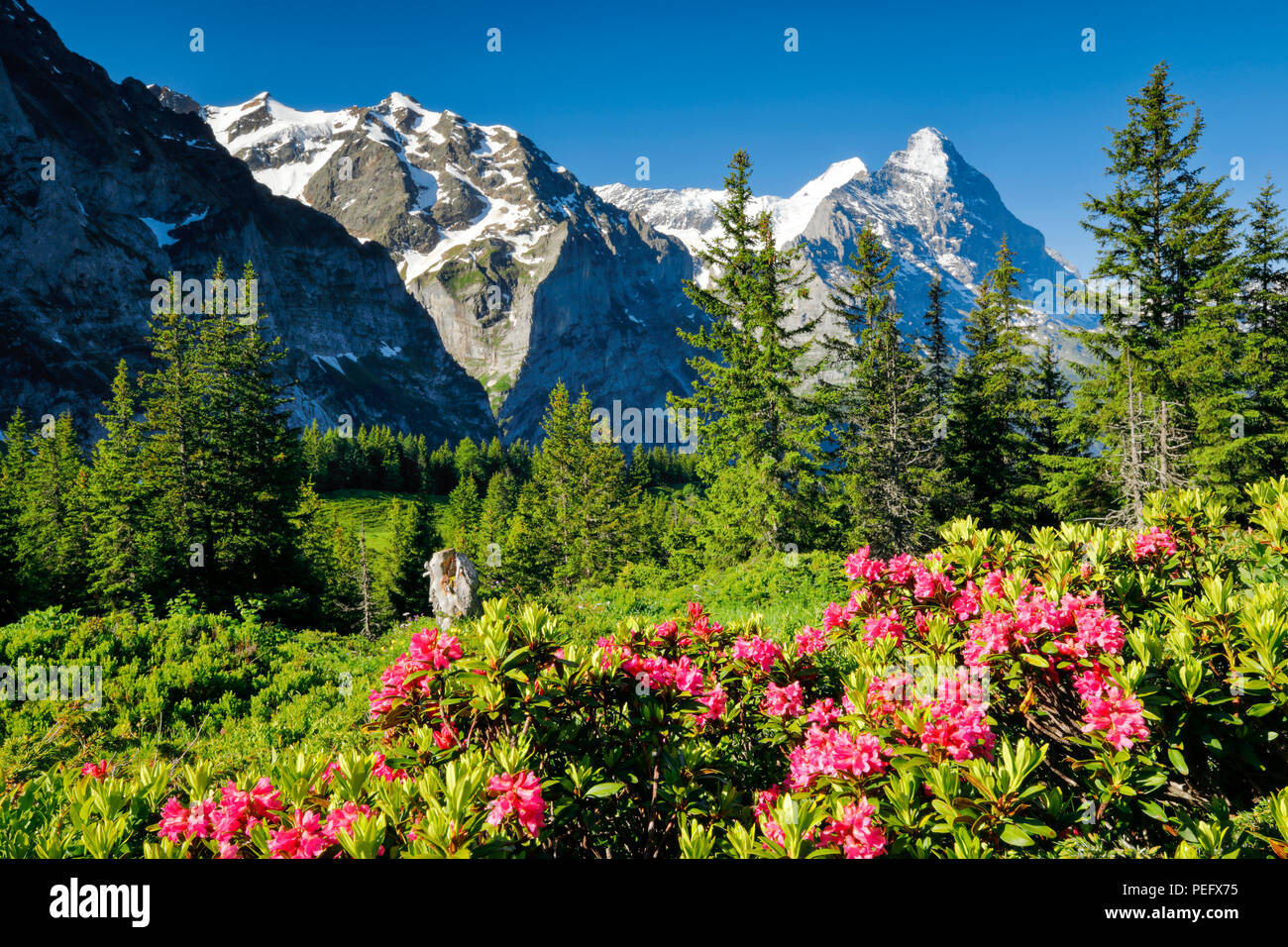 Alp roses hi-res stock photography and images - Alamy